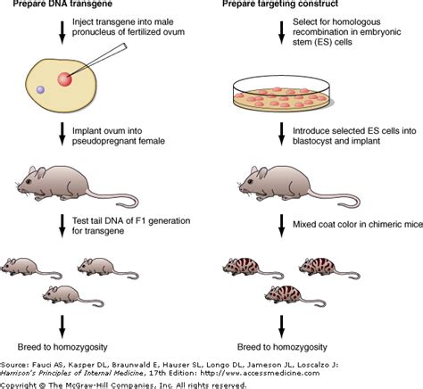 Product Modification Examples New Product Development Packages Are