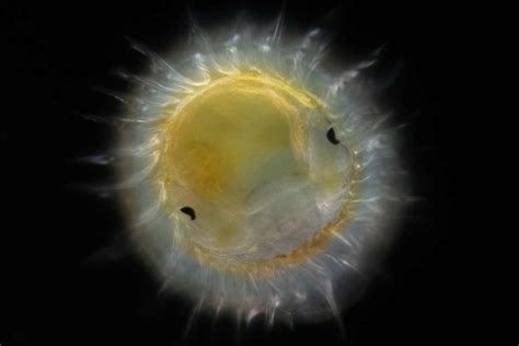 Mesmerising Photos Reveal The Microscopic Beauty Of Plankton New