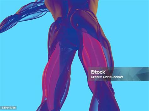 햄스트링 근육 그룹 인간의 해부학 근육 시스템 3d 일러스트레이션 3차원 형태에 대한 스톡 사진 및 기타 이미지 3차원 형태 건강관리와 의술 근육질 체격 Istock