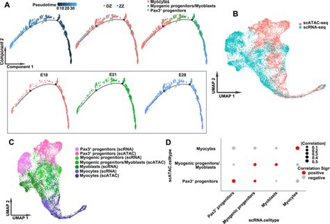 Integrated Analysis Of Scatac Seq And Scrna Seq Data A The Pseudotime