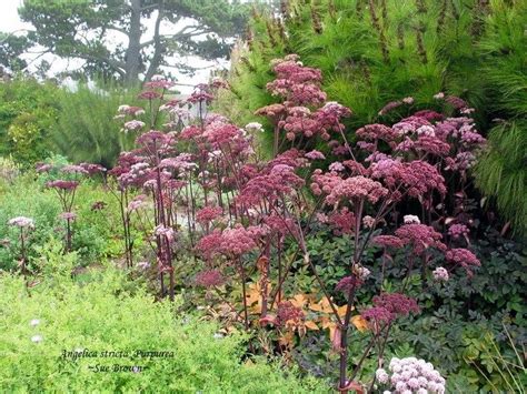 Angelica Sylvestris Purpurea