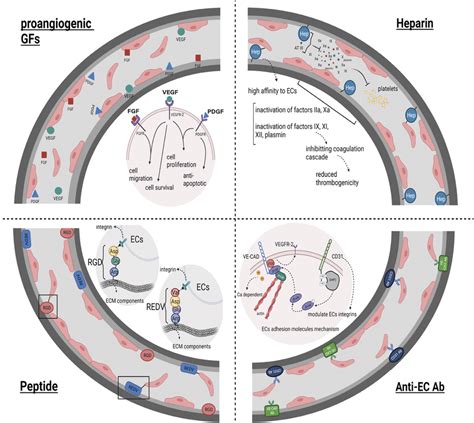 Surface Modification Impact On Re Endothelialization This Figure