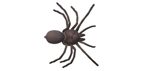 Spider Isolated On A Transparent Background Png