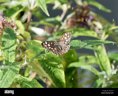 A Female Speckled Wood Butterfly On A Buddleja Leaf In A Garden In Alsager Cheshire England