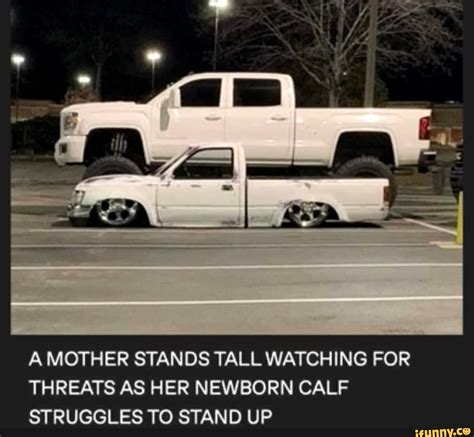 A MOTHER STANDS TALL WATCHING FOR THREATS AS HER NEWBORN CALF STRUGGLES TO STAND UP IFunny