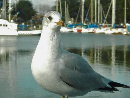 Images Gratuites Mouette Le Bec Goéland Argenté Oiseau De Mer