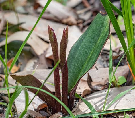 Sexual Deception Life In A Southern Forest