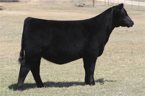 2022 Fall Production Conley Cattle