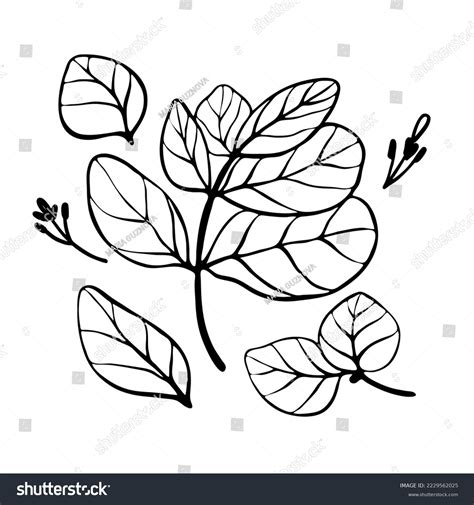 Tree Branch Ink Sketch Botanical Drawing Stock Vector Royalty Free Shutterstock
