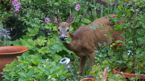 The Elusive Deer Proof Garden The New York Times