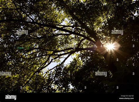 Sunlight Filtering Through Branches Of Trees UK Stock Photo Alamy