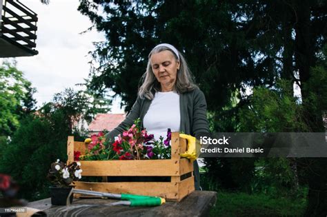 정원에 심을 준비가 꽃의 전체 나무 상자를 들고 선임 여성 정원사 목재 재료에 대한 스톡 사진 및 기타 이미지 목재 재료 심기 화분에 심기 Istock