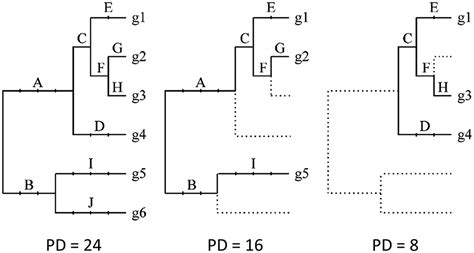Phylogenetic Diversity In Conservation A Brief History Critical Overview And Challenges To
