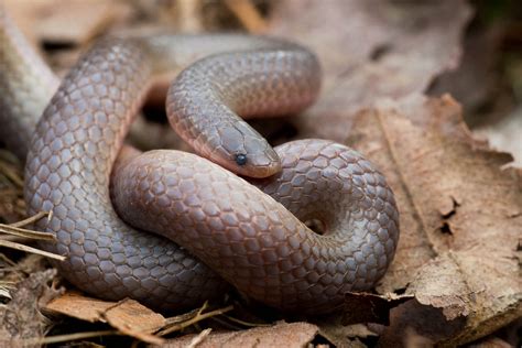 Eastern Worm Snake Worm Or Snake