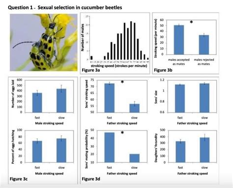Solved Question 1 Sexual Selection In Cucumber Beetles