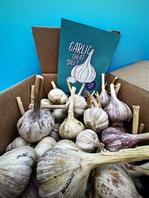 Garlic Variety Pack New Dawn Fields
