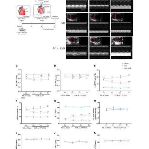 Effects Of SVR On Cardiac Remodeling Evaluated By Histological Download Scientific Diagram