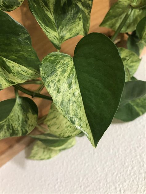 This Perfectly Split Leaf On My Pothos Is Oddly Satisfying To Me R