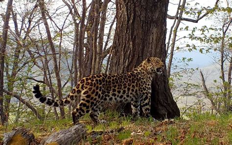 One Small Step For 3 Amur Leopards One Giant Leap For The Rarest Big