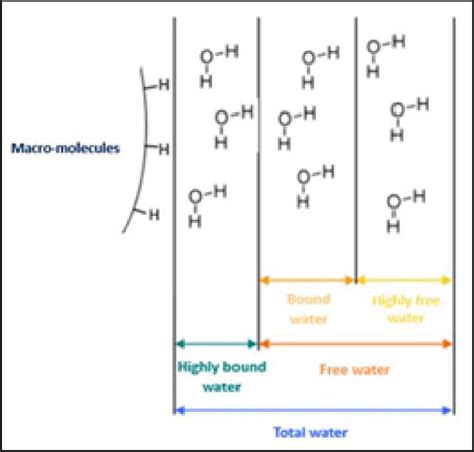 Schema Of Water Distribution And Protons Mobility Download
