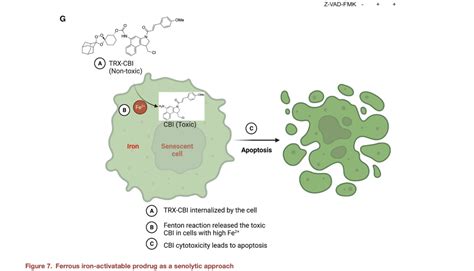 A Novel Approach To The Elimination Of Senescent Cells
