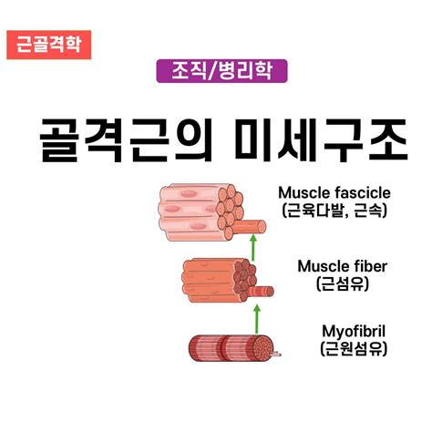 상피조직 01 상피 조직 Epithelial Tissue 의학당