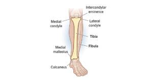 Anatomy Of Tibia And Fibula Explained Through Image