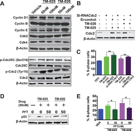 Altered Expression Of Key Cell Cycle Regulators Silencing Of Cdc2 And
