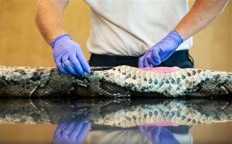 Burmese Pythons In Florida Heres Everything You Need To Know About