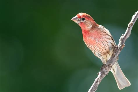House Finch Male House Finch Identification All About Birds Cornell