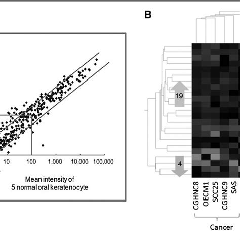 hierarchical clustering analysis of mirnas between cancer cell lines