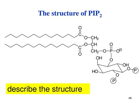 Ppt Receptors Powerpoint Presentation Free Download Id 6244822