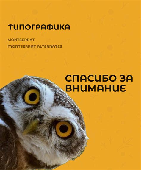 Зоомагазин Bird shop on Behance