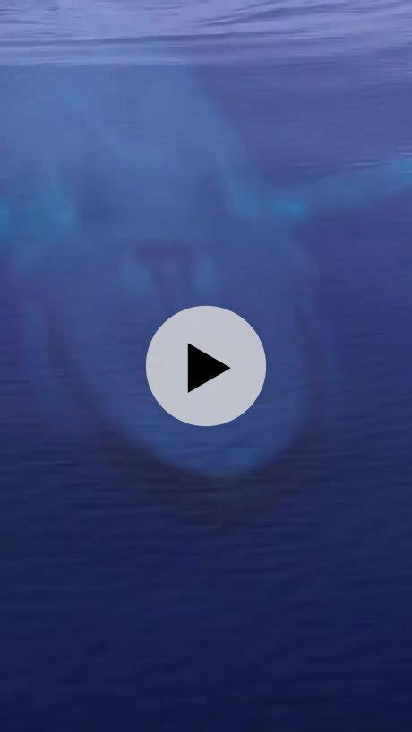 고래 큼 유머 움짤 이슈 에펨코리아