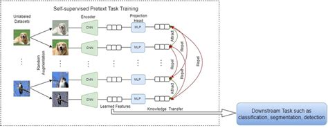 architecture of a typical self supervised model with contrastive