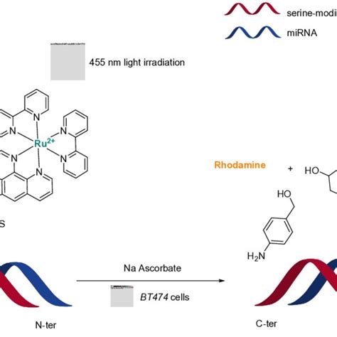 Nucleic Acid Templated Reaction Catalysed By [ru Ii Bipy 3 ] Type
