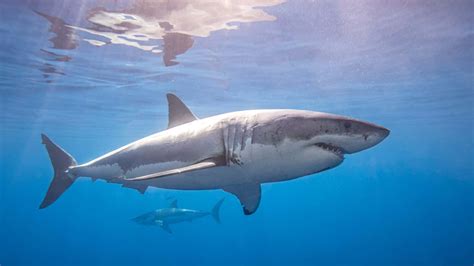 [100 ] Great White Shark Pictures
