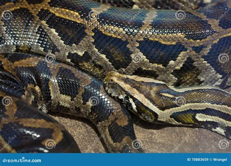 Burmese Python Python Bivittatus Stock Image Image Of Bivittatus China 70883659