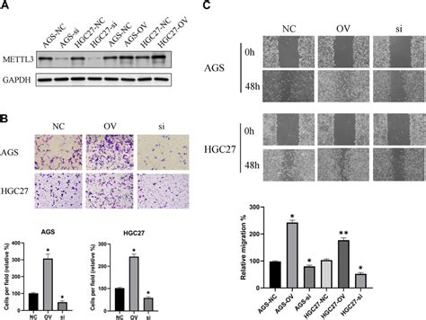 Dna Repair Signaling Pathway Activates In Oxa Resistant Gc Cells A Download Scientific