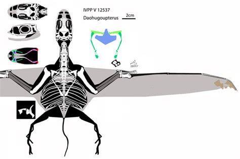 Jeholopterus The Vampire Pterosaur And Daohugoupterus