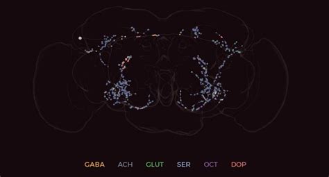 Neurotransmitter Prediction [image] Eurekalert Science News Releases