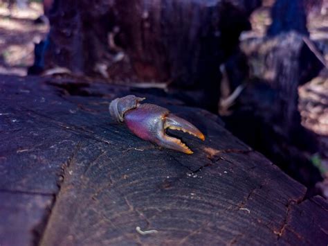 Premium Photo A Close Up Photo Of Freshwater Crabs Claw Left By