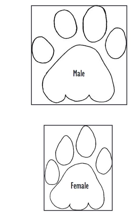 Tiger Pugmark Male Female Wildtrails Recent Sightings