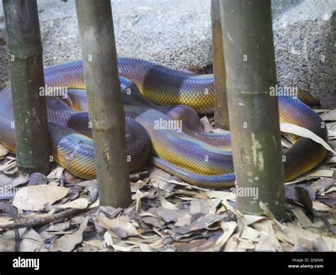 Iridescent Python