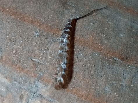 Found This Worm Like Bug Skin Thing Near My Bed Not Larger Than 1cm