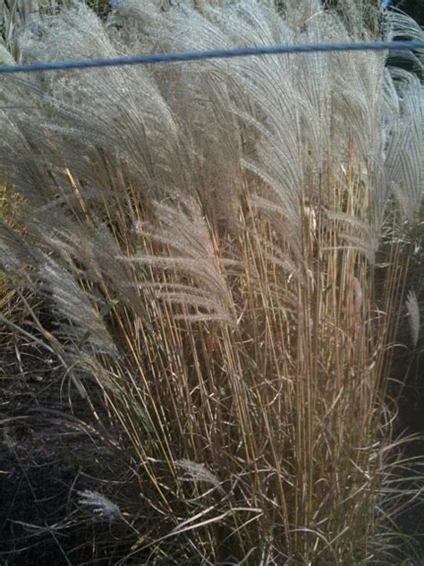 Panicum Virgatum Identification Health Benefits Uses Invasive