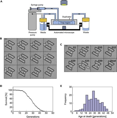 The Duplicator A A Schematic Representation Of The Duplicator Download Scientific Diagram