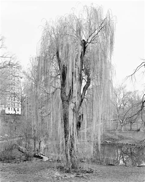 New York Arbor The Creative Life Of Trees Improvised Life