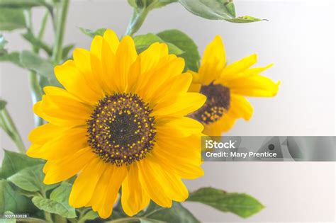 실내 부드러운 빛 밝고 활기찬 노란색 해바라기 꽃을 흰 배경 두 번째 꽃 소프트 포커스 0명에 대한 스톡 사진 및 기타 이미지 0명 가까운 경관 Istock