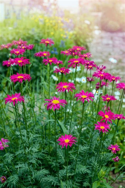 Pink Pyrethrum Or Persian Daisy Lat Pyrethrum Roseum In The Garden